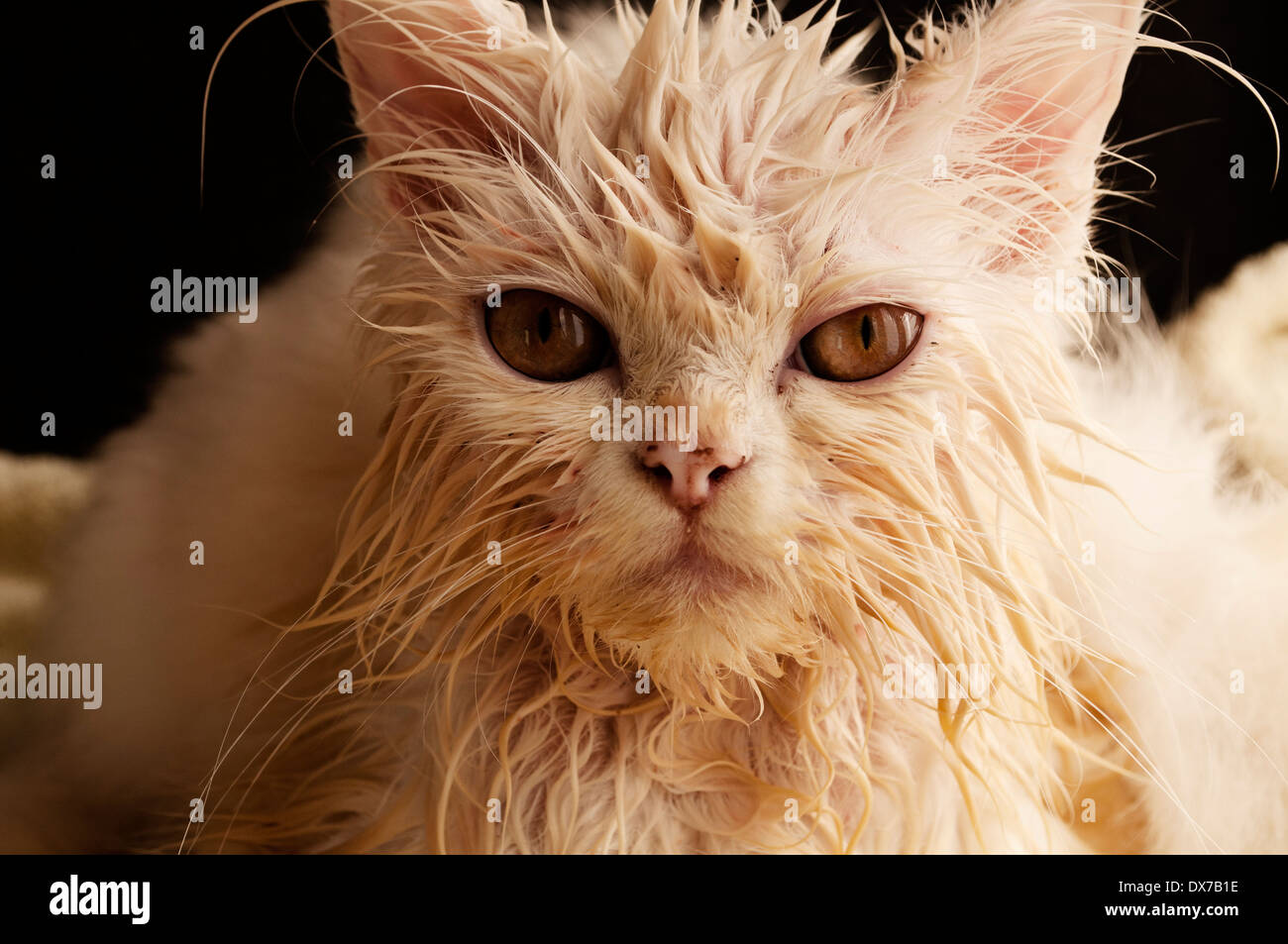 Funny kitty hi-res stock photography and images - Alamy