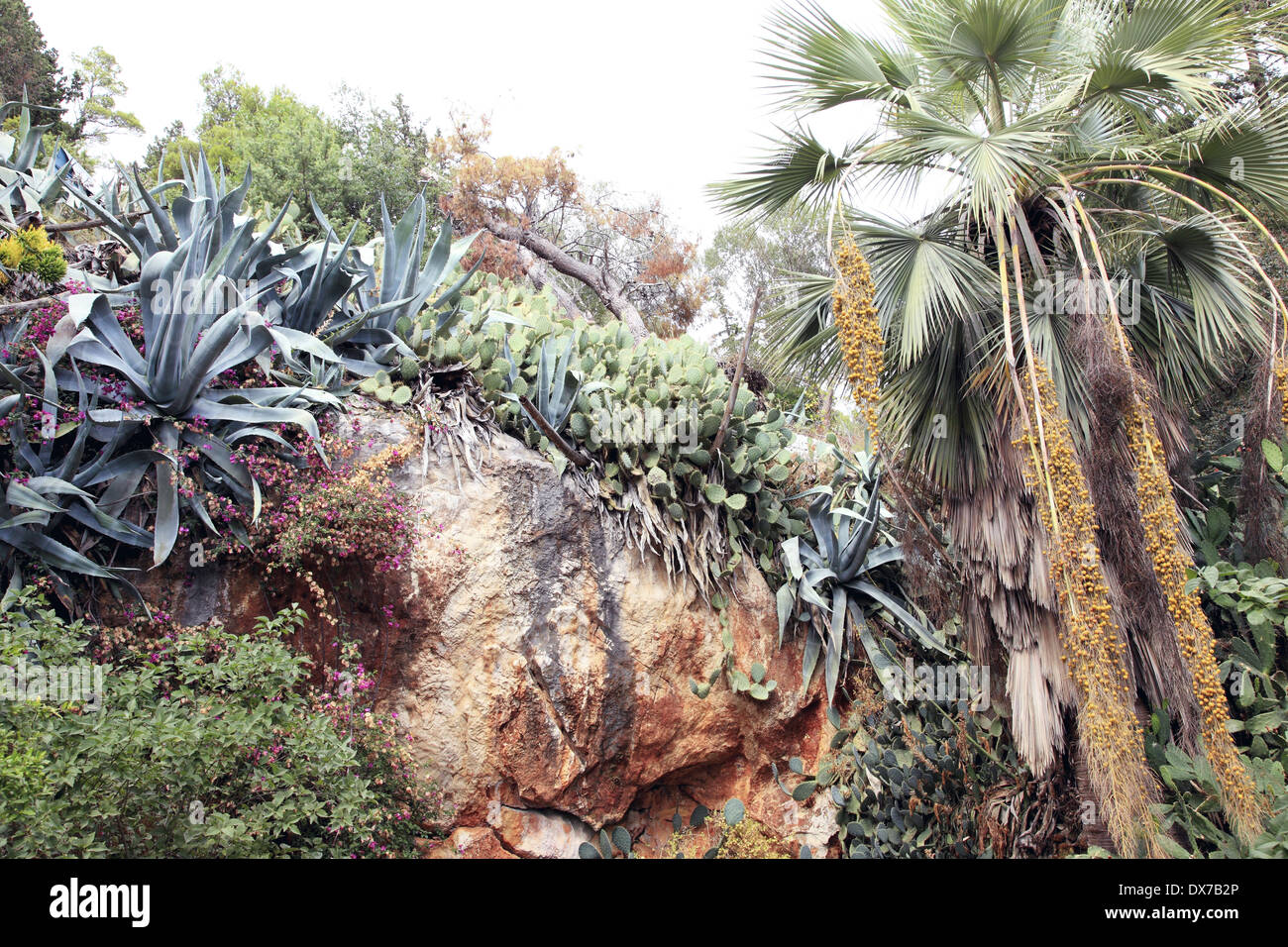 Croatia. Hvar (Island). Tropical flora by Castle Walls ...