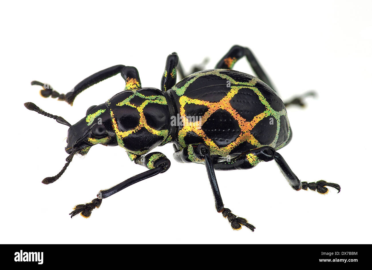 exotic weevil Pachyrhynchus reticulatus Stock Photo - Alamy