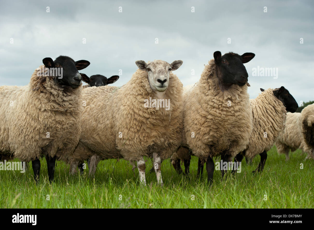 Flock of crossbred sheep, in wool. Newmarket, UK Stock Photo - Alamy