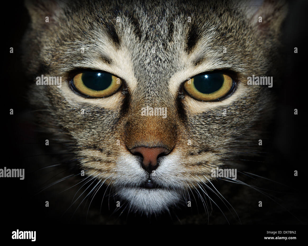 Cat looking at camera angry hi-res stock photography and images - Alamy