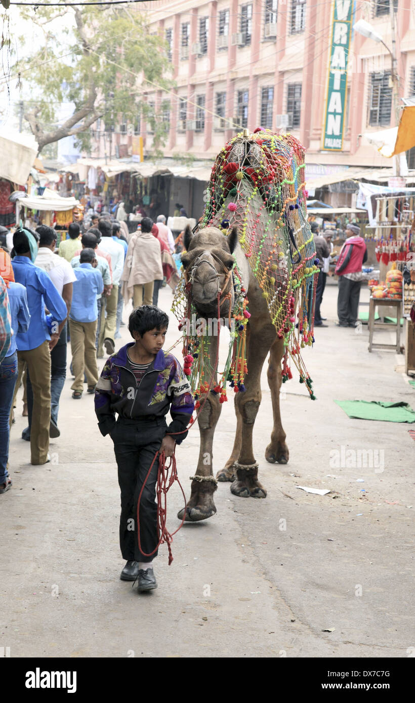 India. Pushkar. Boy With Camel Stock Photo - Alamy