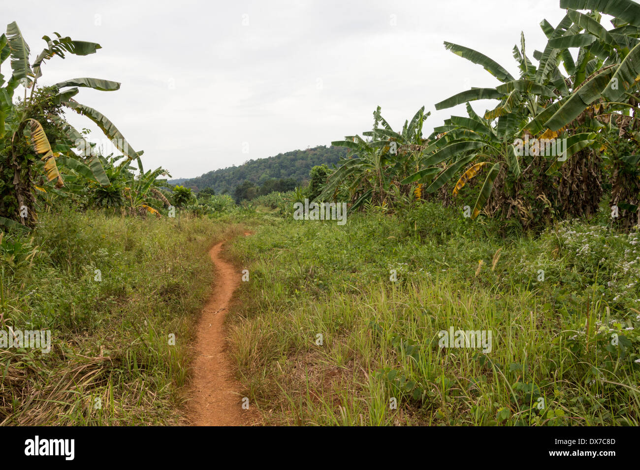 Trail in Cardamom Mountains, Chi Path, Cambodia Stock Photo - Alamy