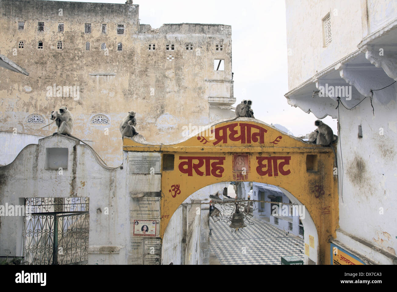 India. Pushkar. Monkeys on Arch Stock Photo - Alamy