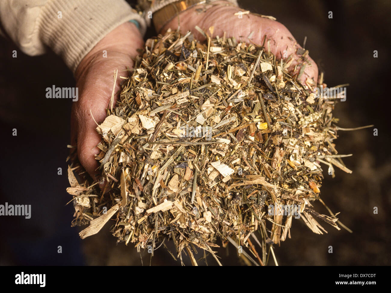 Farmer holds corn silage to be fed to dairy cows in Wisconsin Stock ...