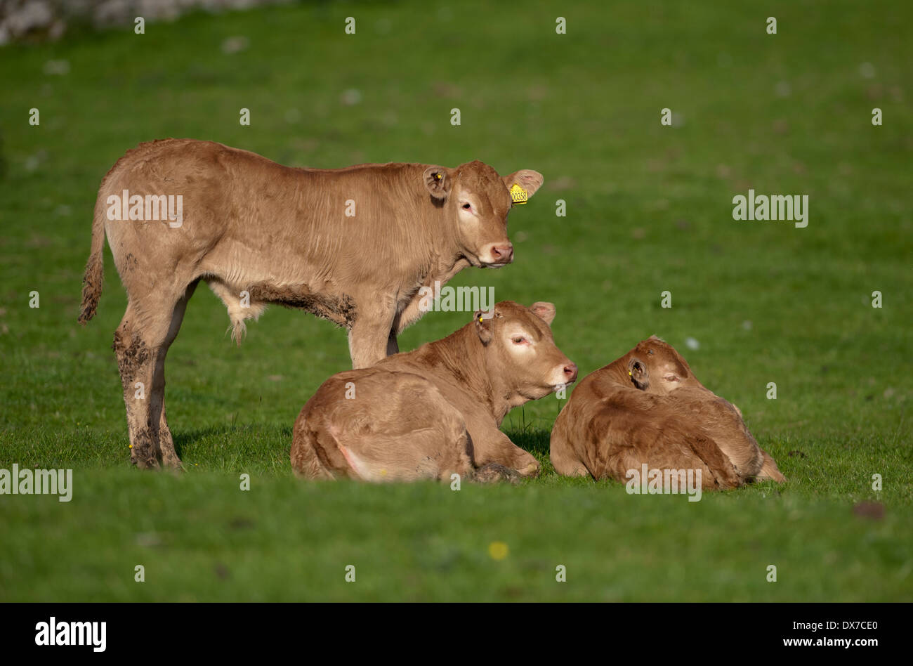 Cattle calves hi-res stock photography and images - Alamy