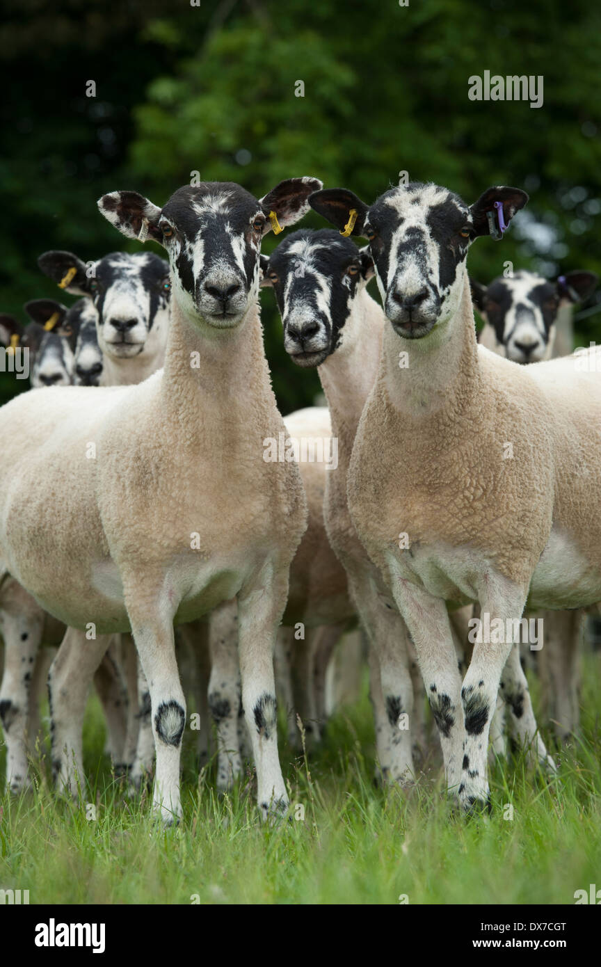 Newly shorn mule yearlings. Newmarket, UK Stock Photo - Alamy