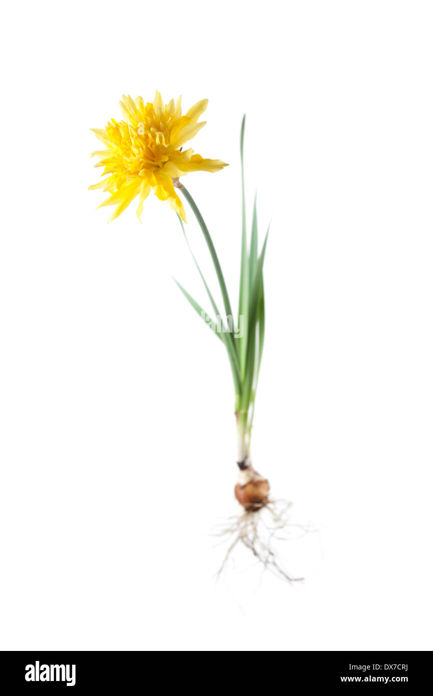 Narcissus bulb flowers roots hi-res stock photography and images - Alamy