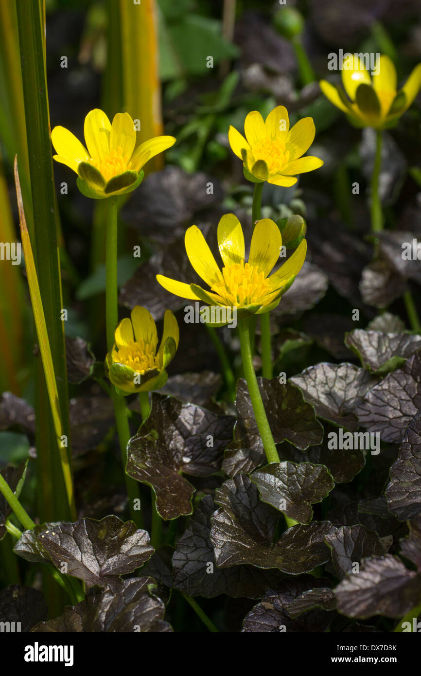 Brazen hussy hi-res stock photography and images - Alamy