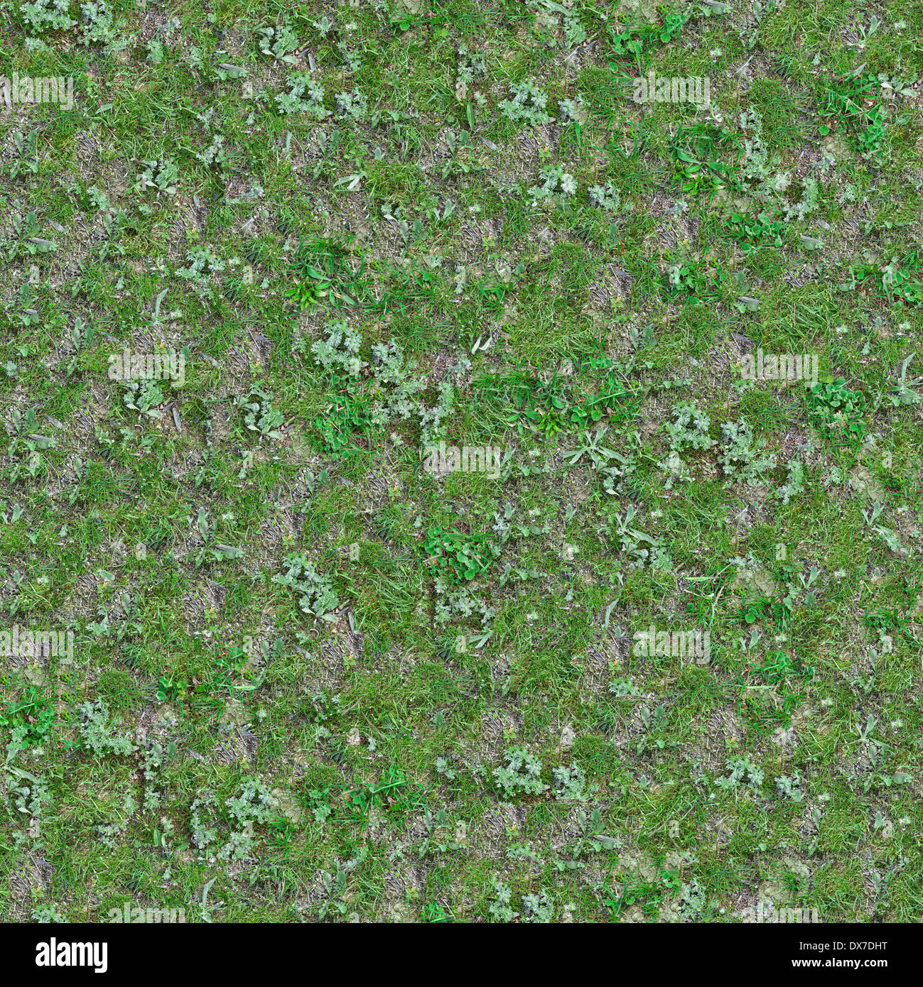 Spring Meadows Surface. Seamless Tileable Texture Stock Photo - Alamy