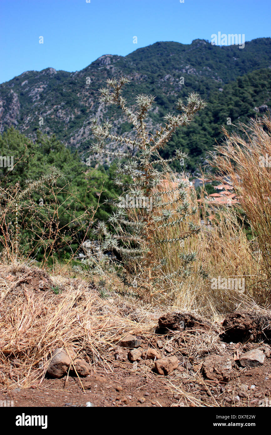 Turkey icmeler nature hi-res stock photography and images - Alamy