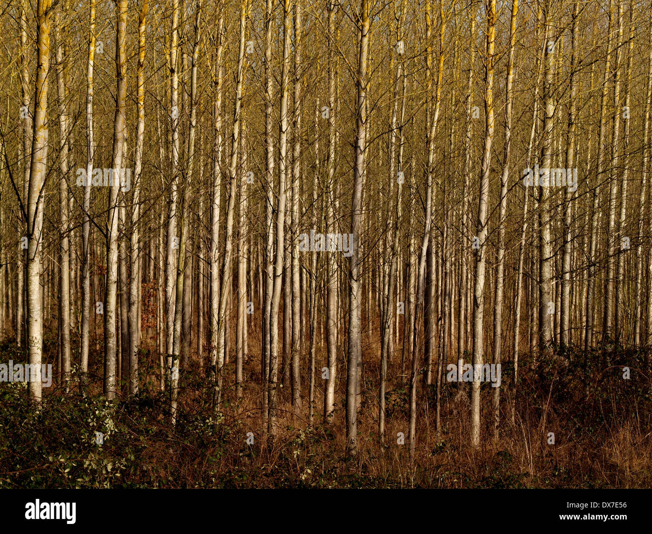 Straight grey lower trunks of many trees in plantation graduate to ...