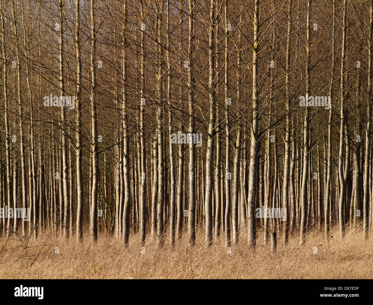 Many straight parallel grey tree trunks in plantation with dry ...