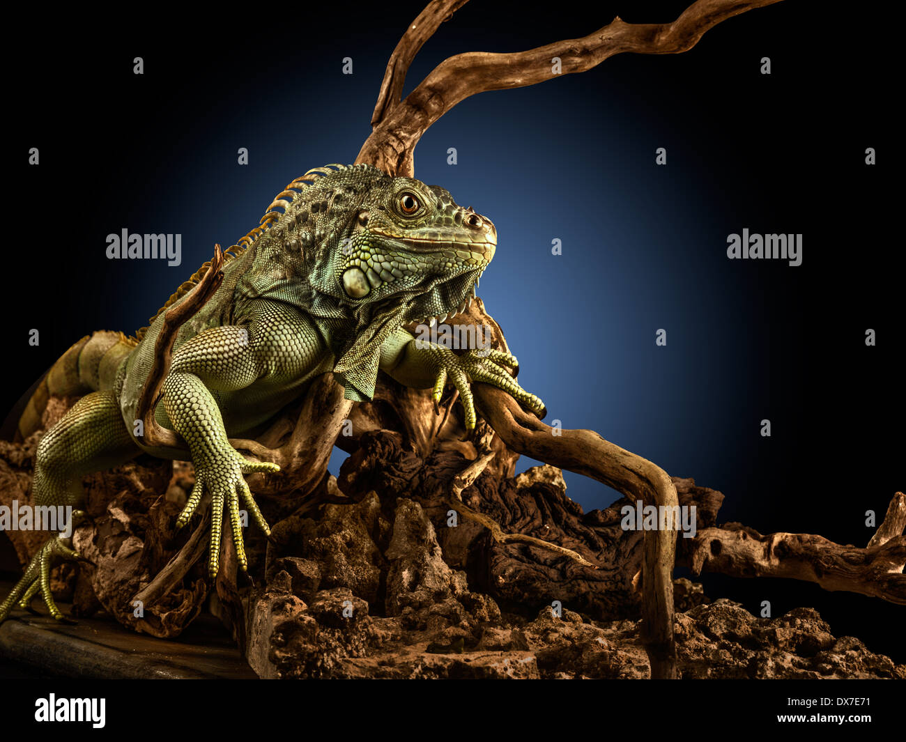A green iguana on a tree branch Stock Photo - Alamy