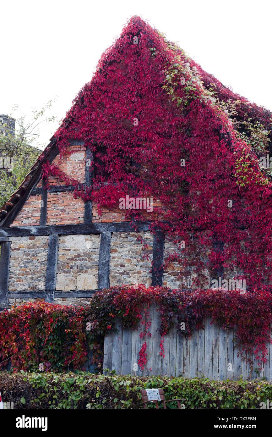House covered in vine hi-res stock photography and images - Alamy