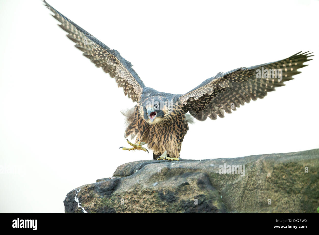 Immature peregrine falcon hi-res stock photography and images - Alamy