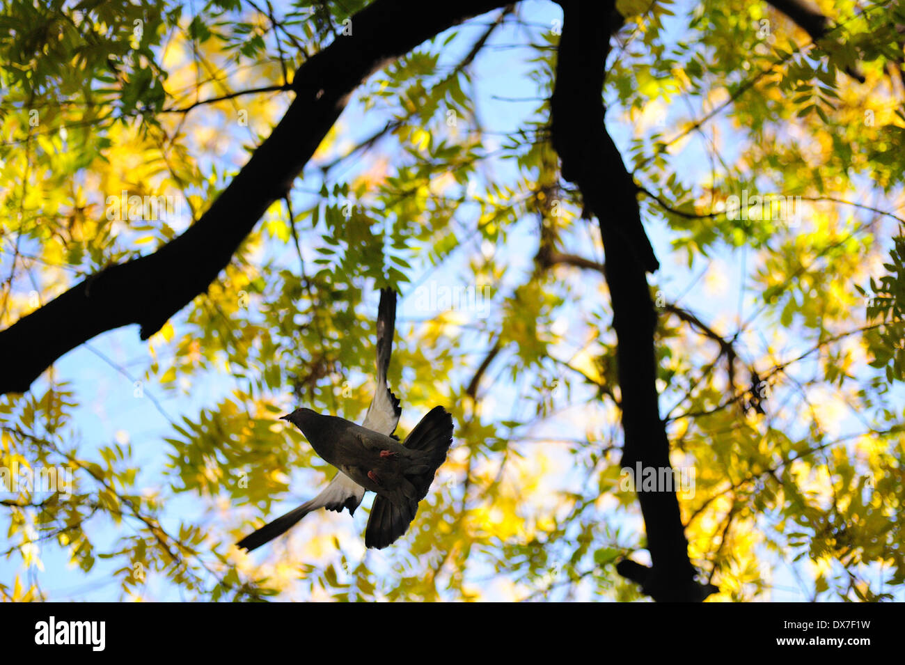 Bird Flying At Kanda Shrine, Tokyo, Japan Stock Photo - Alamy