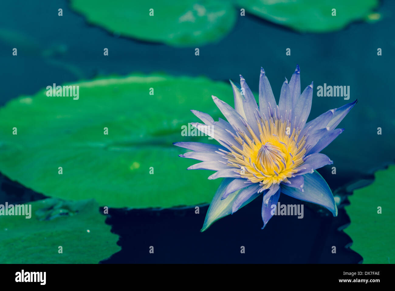 Violet lotus hi-res stock photography and images - Alamy
