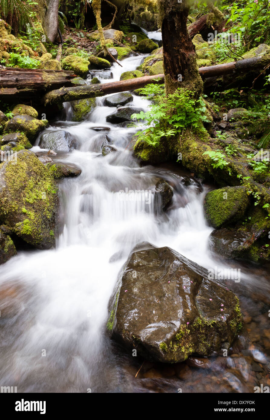 Water falls down towards the trail on a forest hike Stock Photo - Alamy