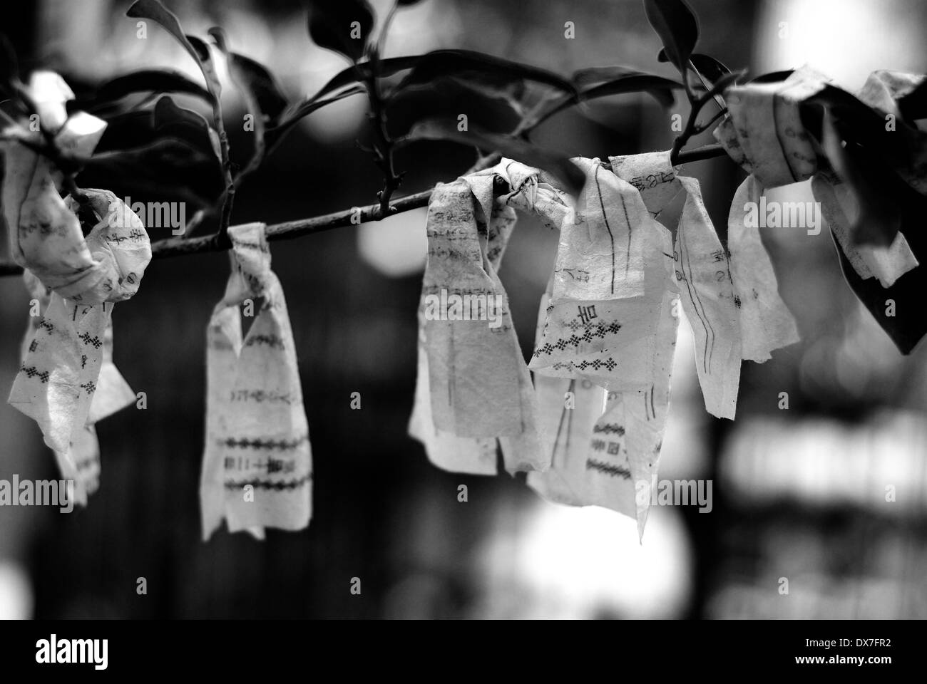 Messages On A Tree Branch At Mount Oyama, Kanagawa Prefecture, Japan ...