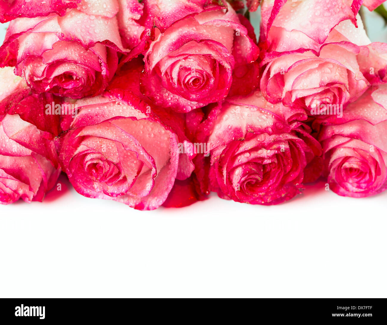 Fresh pink roses on white background Stock Photo - Alamy