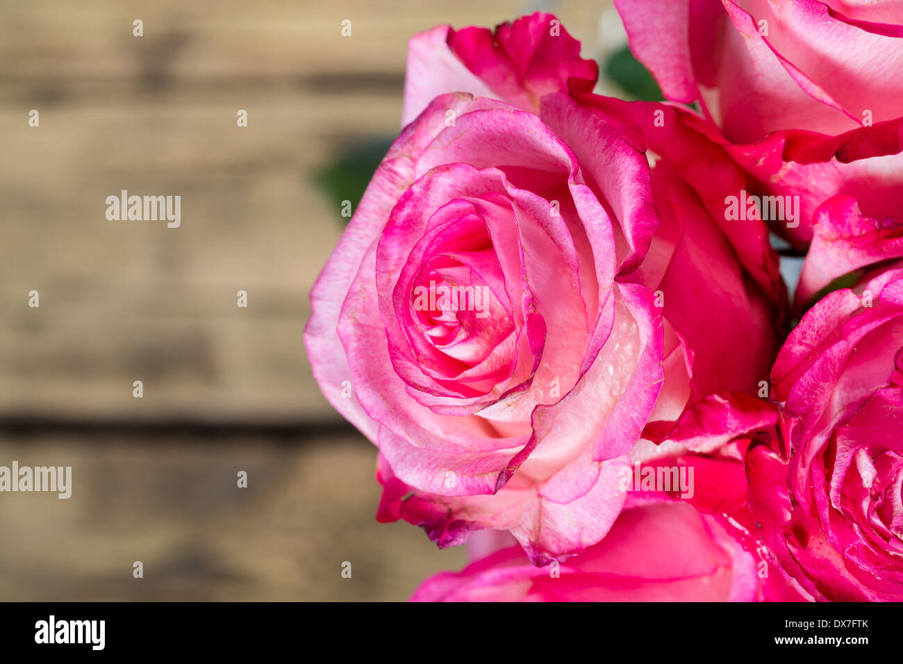 Fresh roses hi-res stock photography and images - Alamy