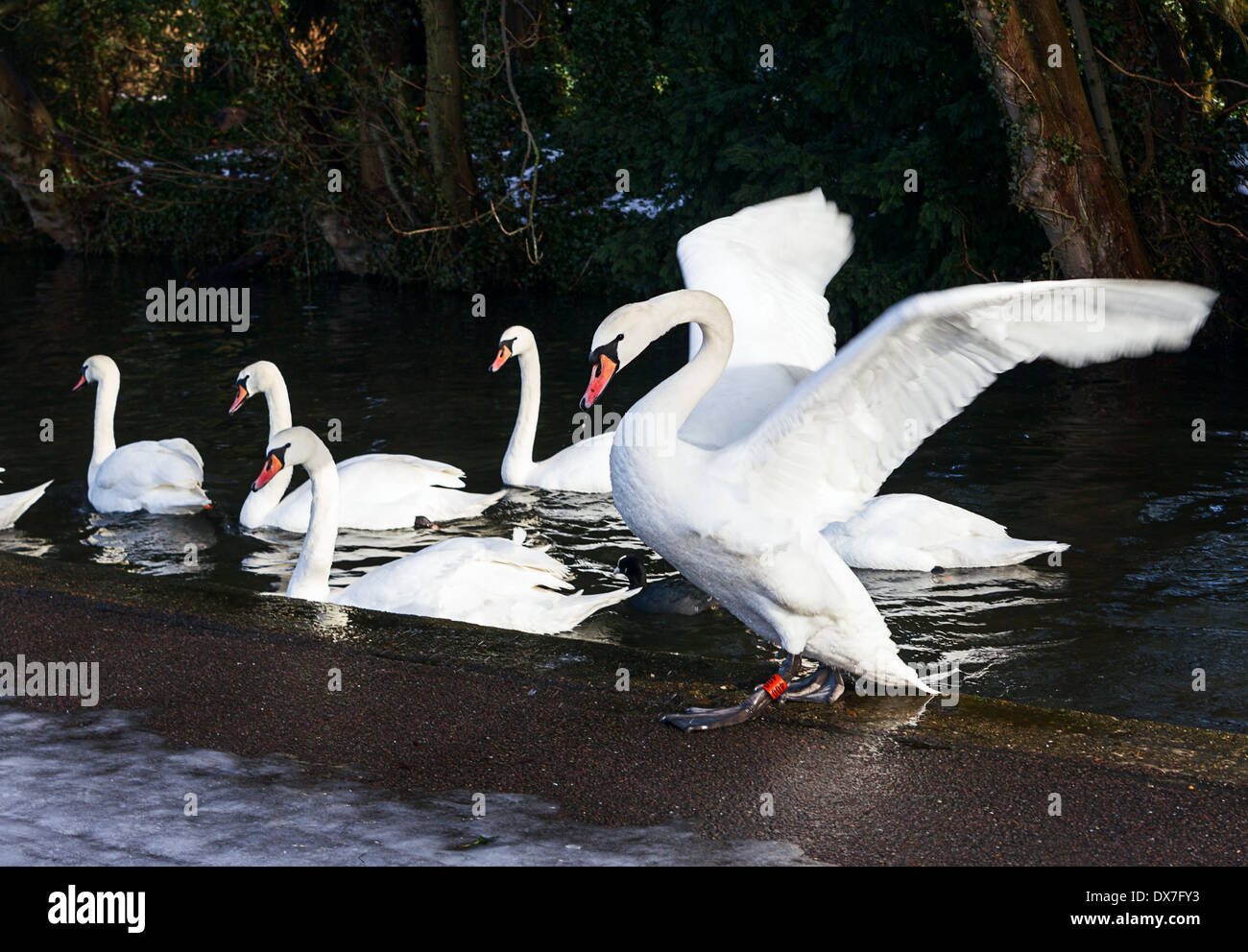 Beautiful swans on a lake Stock Photo - Alamy