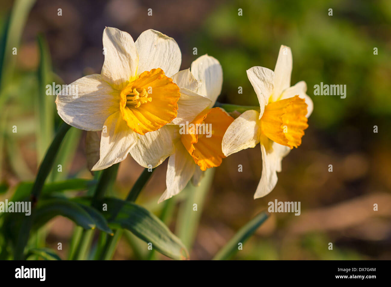 Daffodil narcissus spring flowers Stock Photo - Alamy