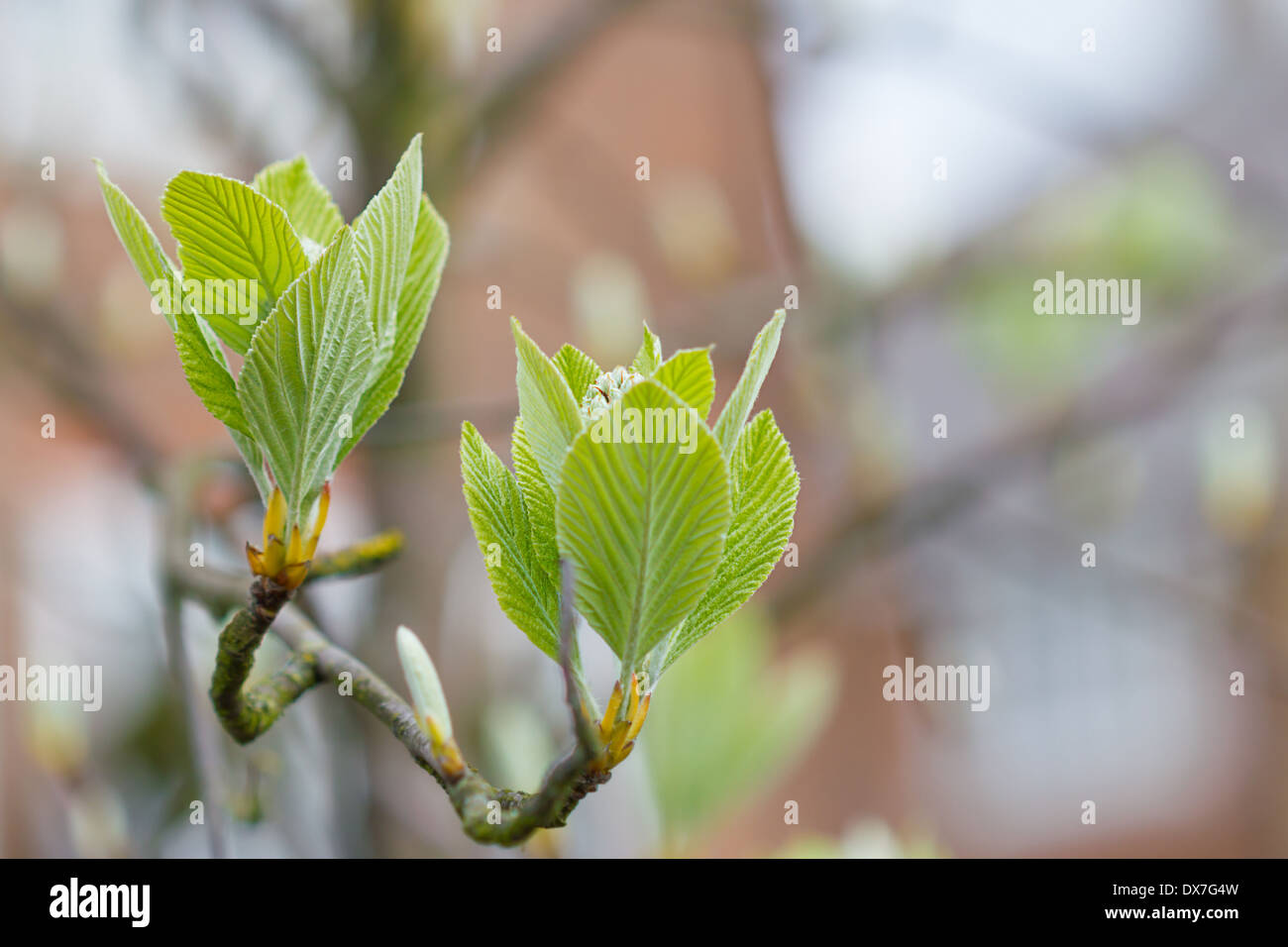 First young green spring leaves hi-res stock photography and images - Alamy