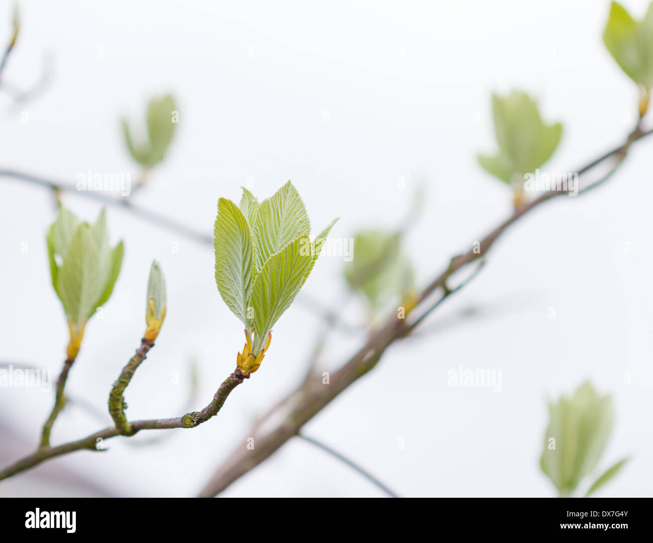 First leaves on a tree in spring Stock Photo - Alamy