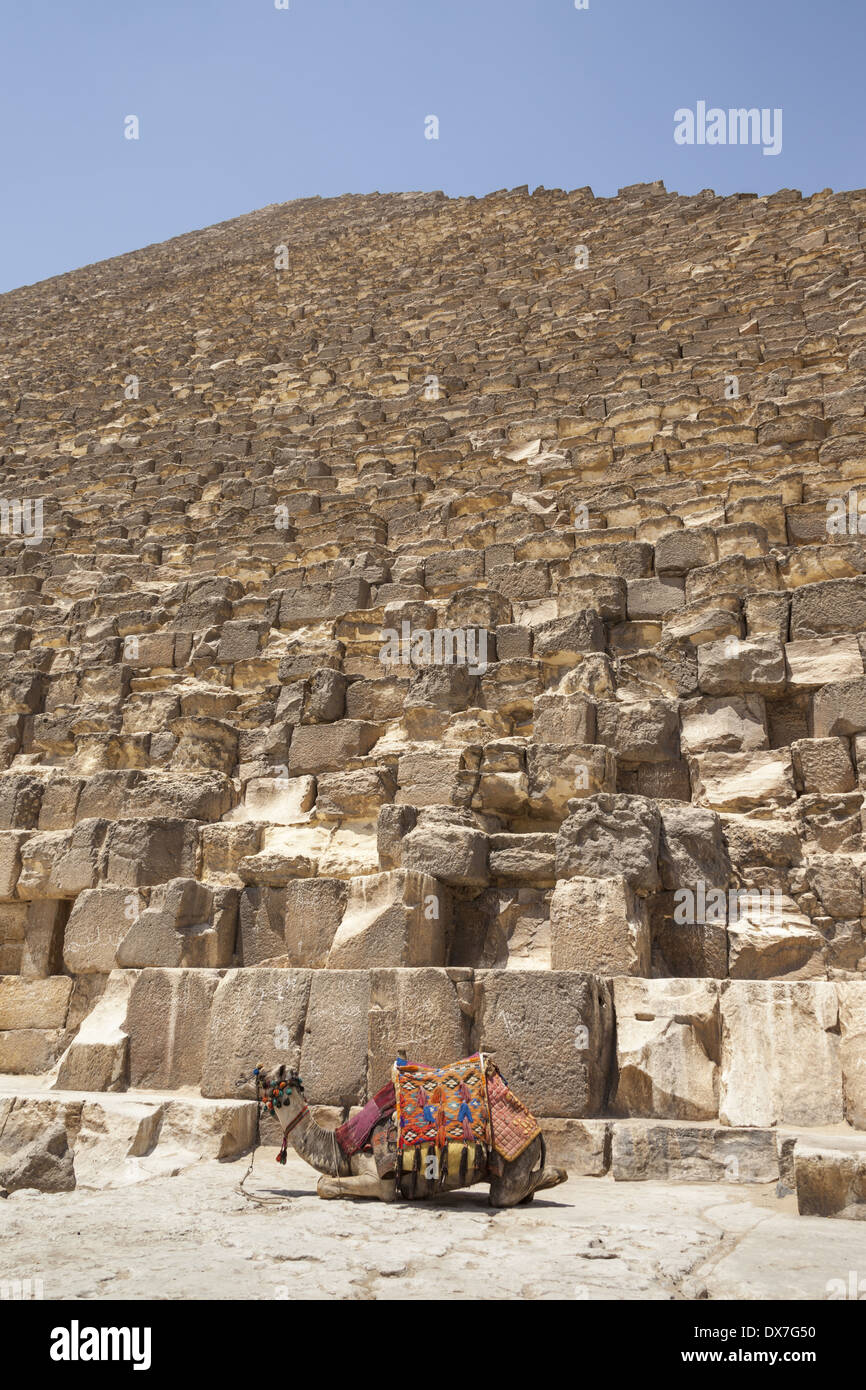 Camel beside Great Pyramid of Giza, also known as Pyramid of Khufu and ...