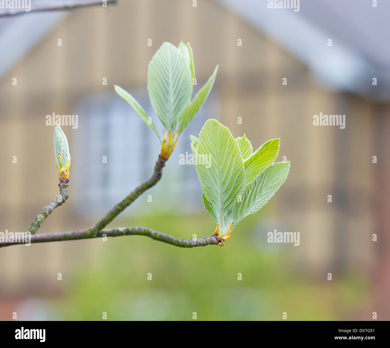 First young green spring leaves hi-res stock photography and images - Alamy
