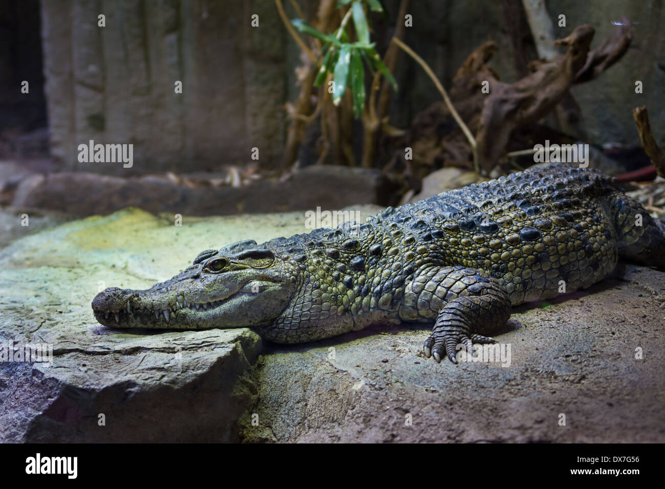 crocodile at the london zoo Stock Photo - Alamy