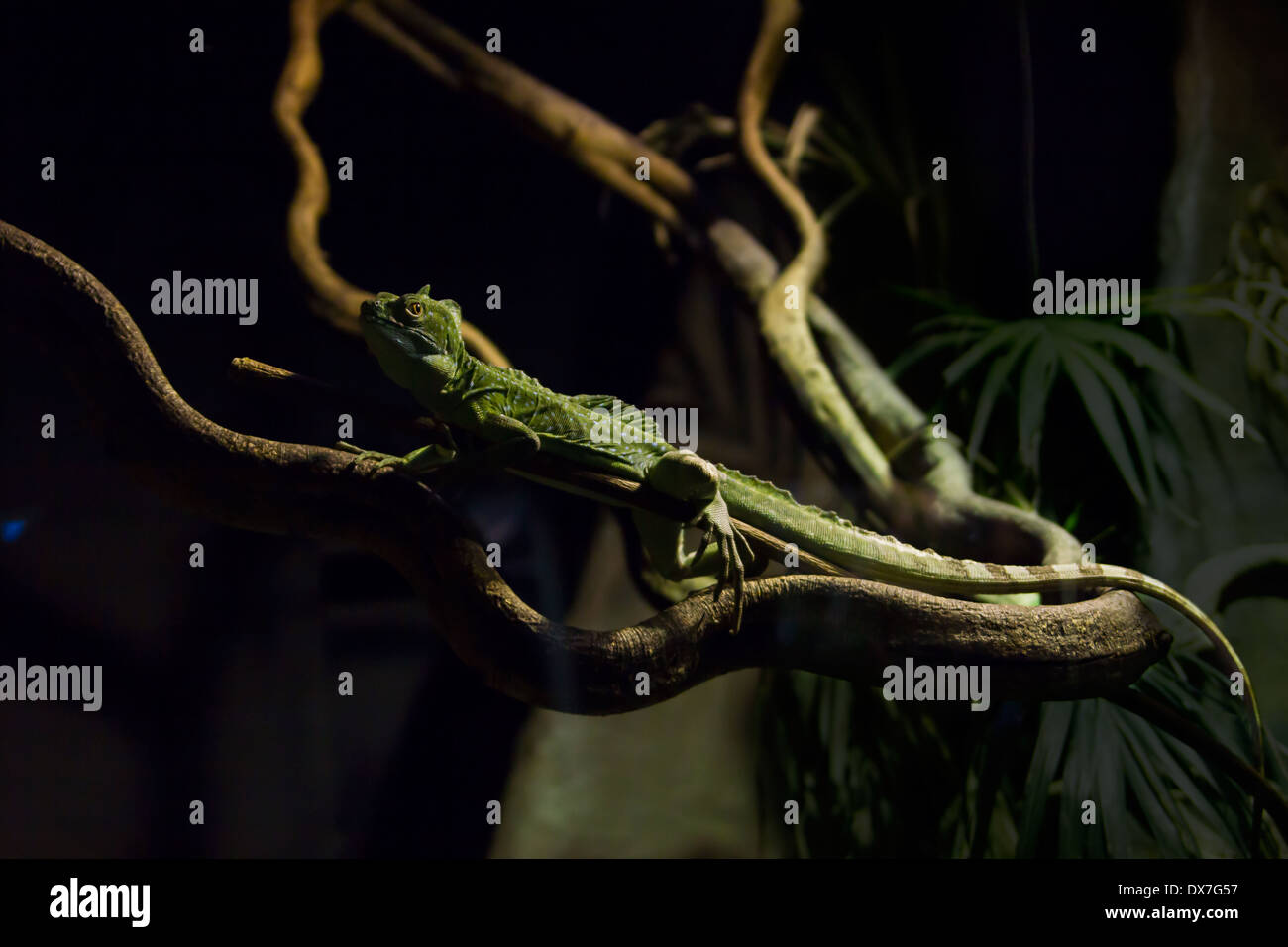 lizard reptile at the zoo Stock Photo - Alamy