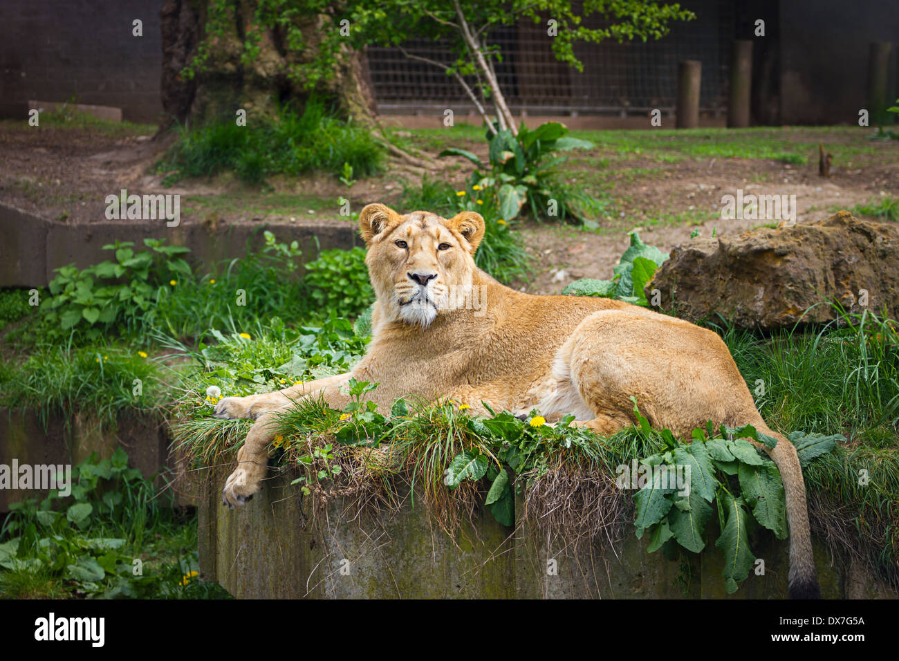 Lovely lioness at the zoo Stock Photo - Alamy