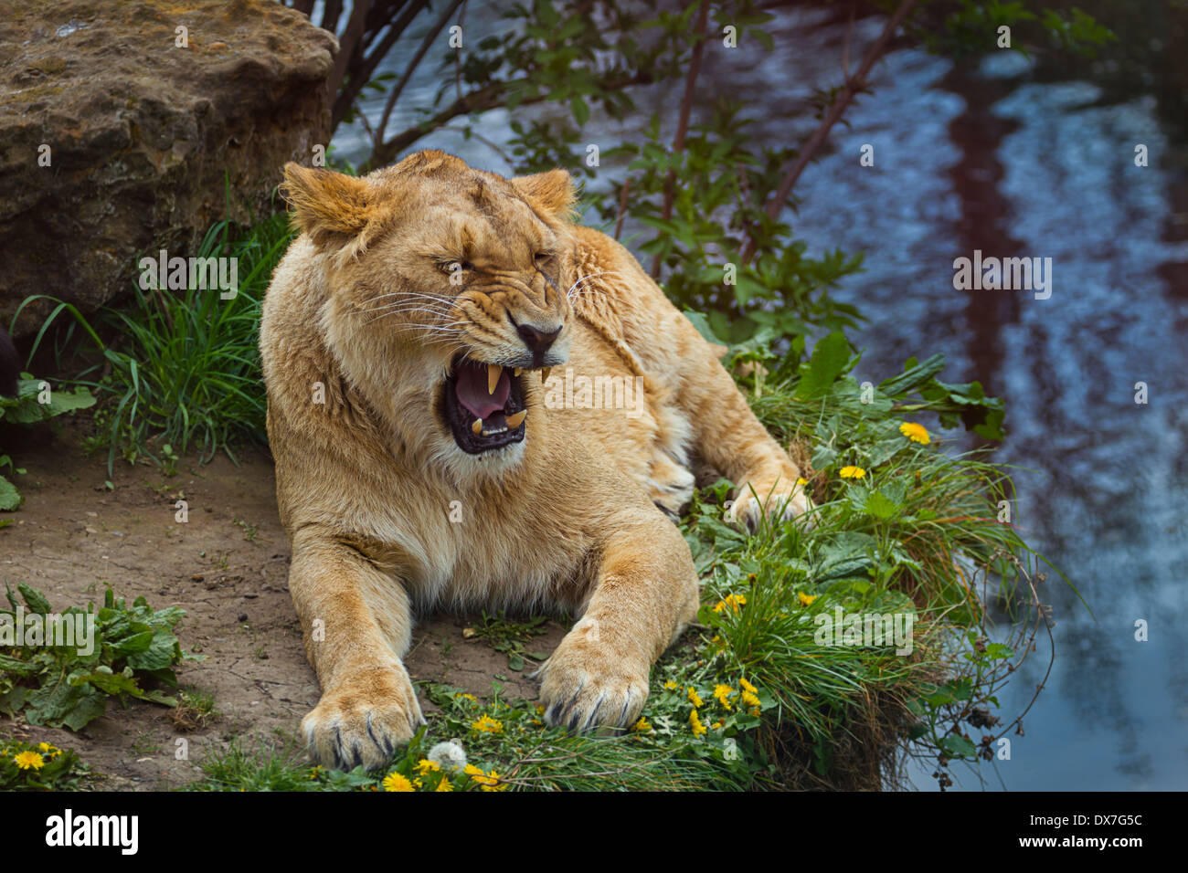 Lovely lioness at the zoo Stock Photo - Alamy