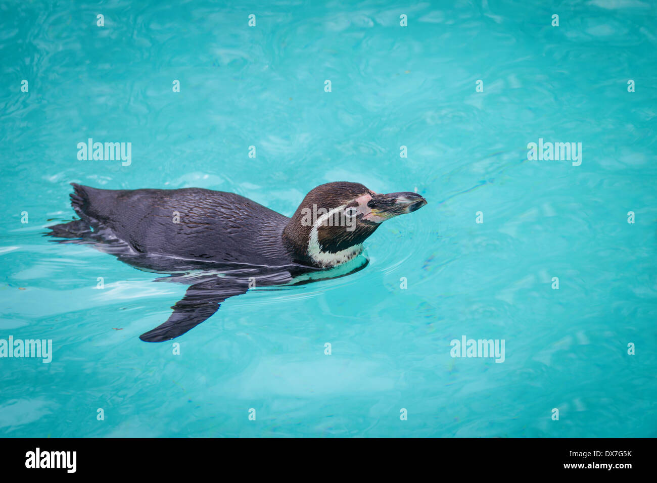 Funny penguins hi-res stock photography and images - Alamy