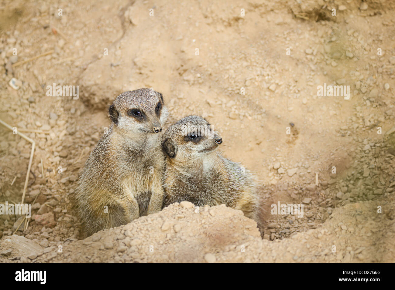 Mongoose eyes hi-res stock photography and images - Alamy