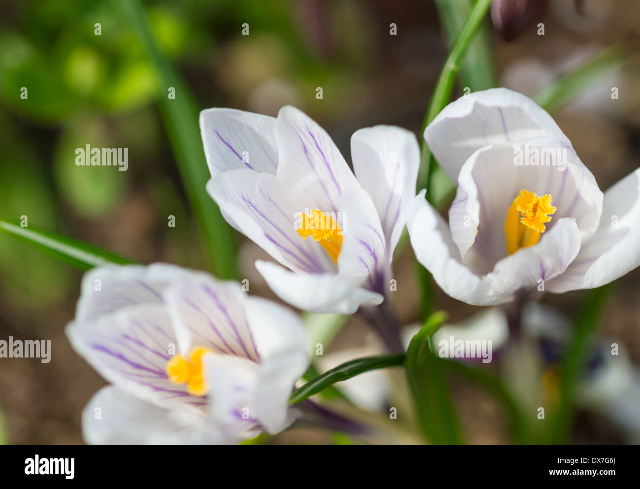 Early spring crocus flowers Stock Photo - Alamy