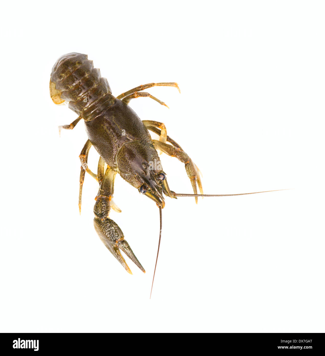 Alive Crayfish on white background Stock Photo - Alamy