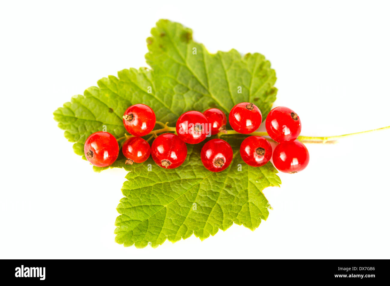 Red current on white background Stock Photo - Alamy