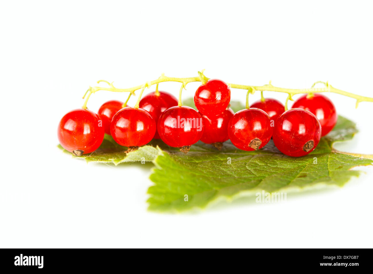 Red current on white background Stock Photo - Alamy