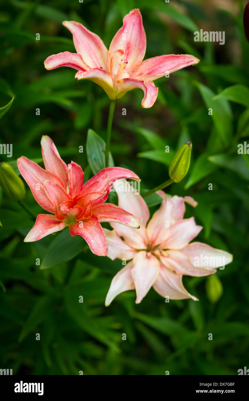 Perfect lily flower outdoors sunlight Stock Photo - Alamy