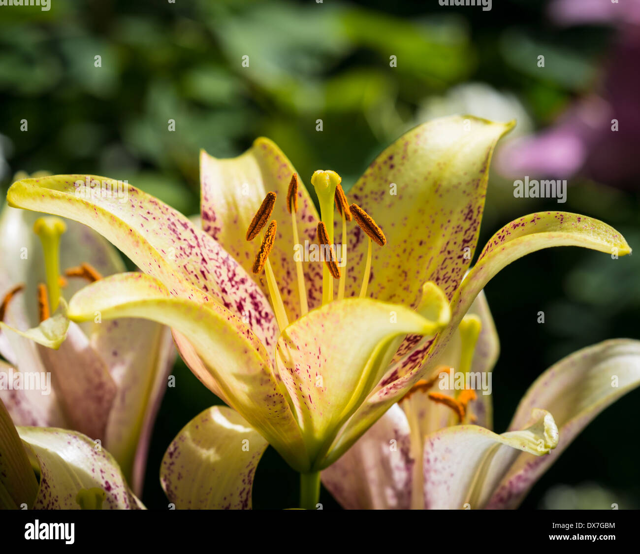 Perfect lily flower outdoors sunlight Stock Photo - Alamy
