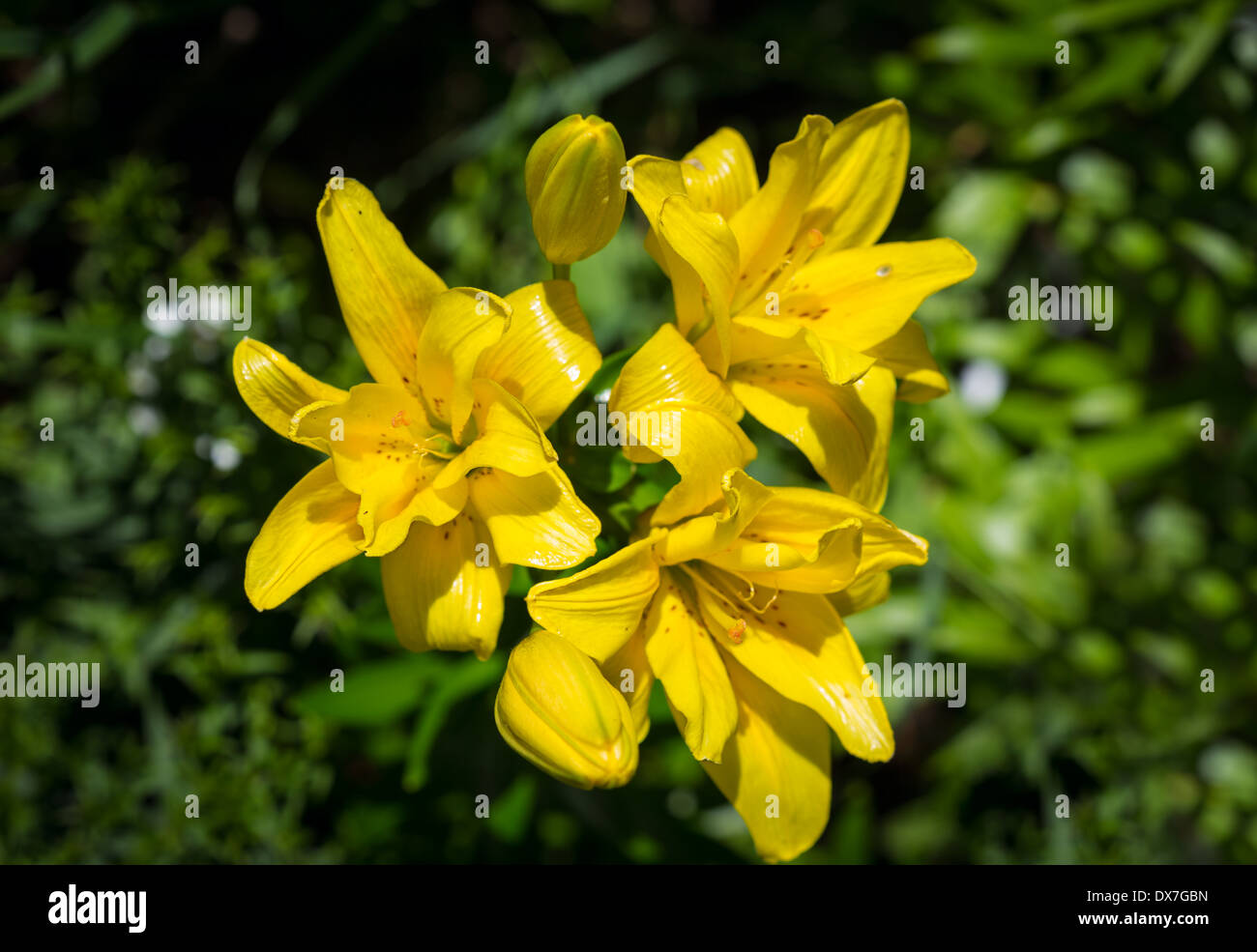 Perfect lily flower outdoors sunlight Stock Photo - Alamy