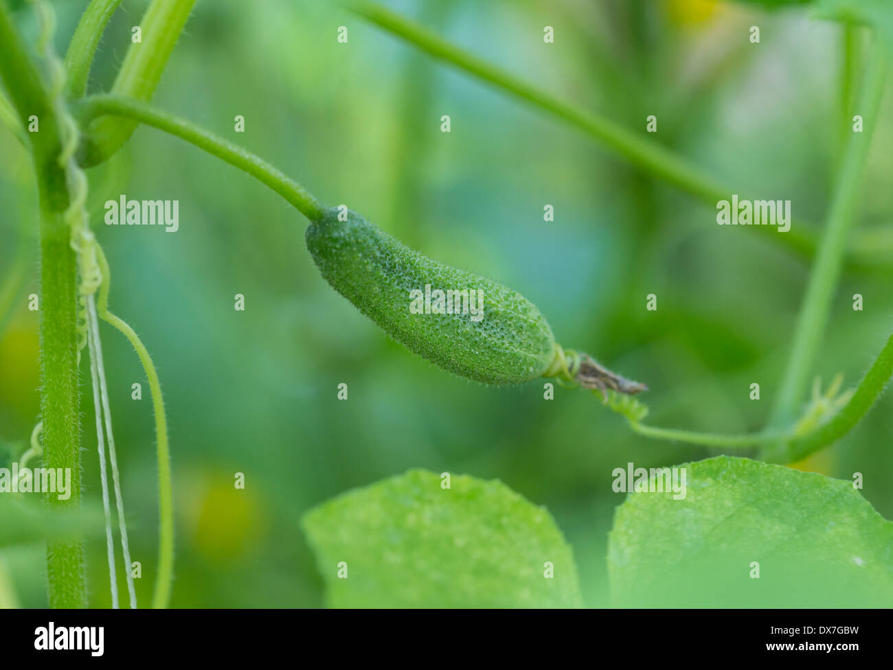 Cucumber plant in garden hi-res stock photography and images - Alamy
