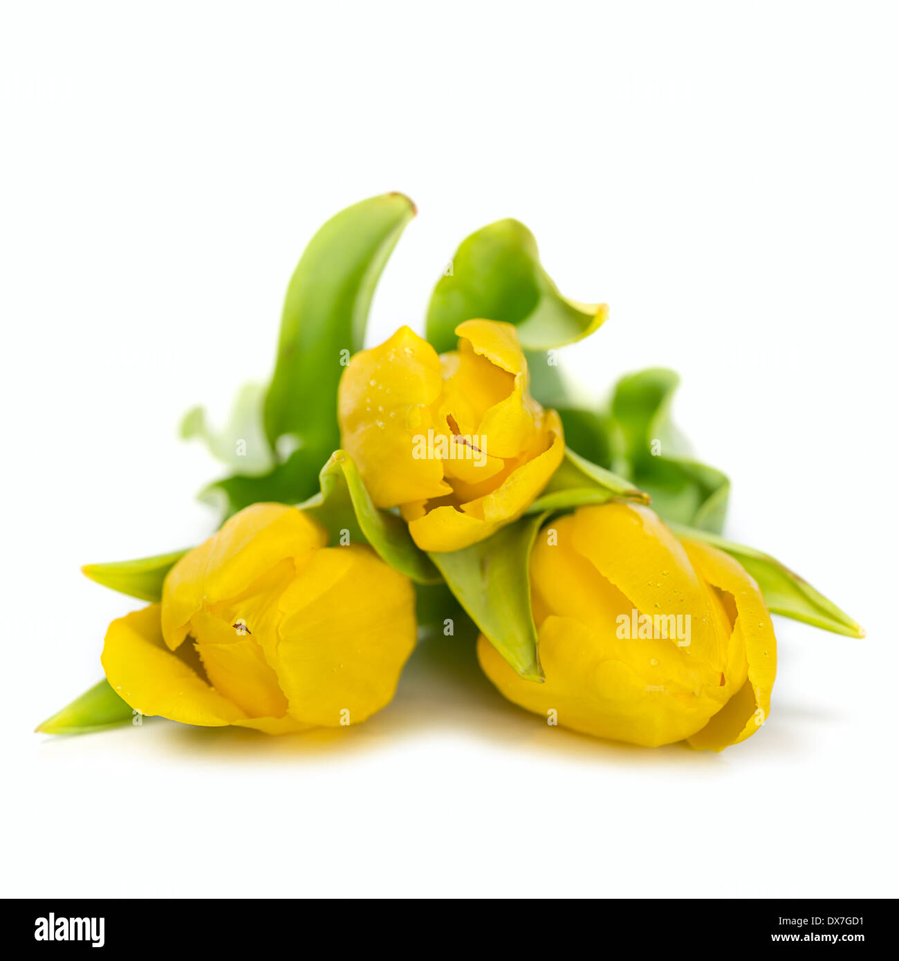 Yellow tulip flowers Stock Photo - Alamy