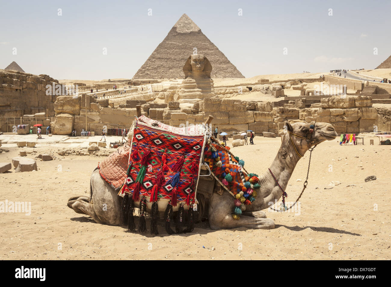 Camel in front of The Great Sphinx and Pyramid of Khafre, also known as ...