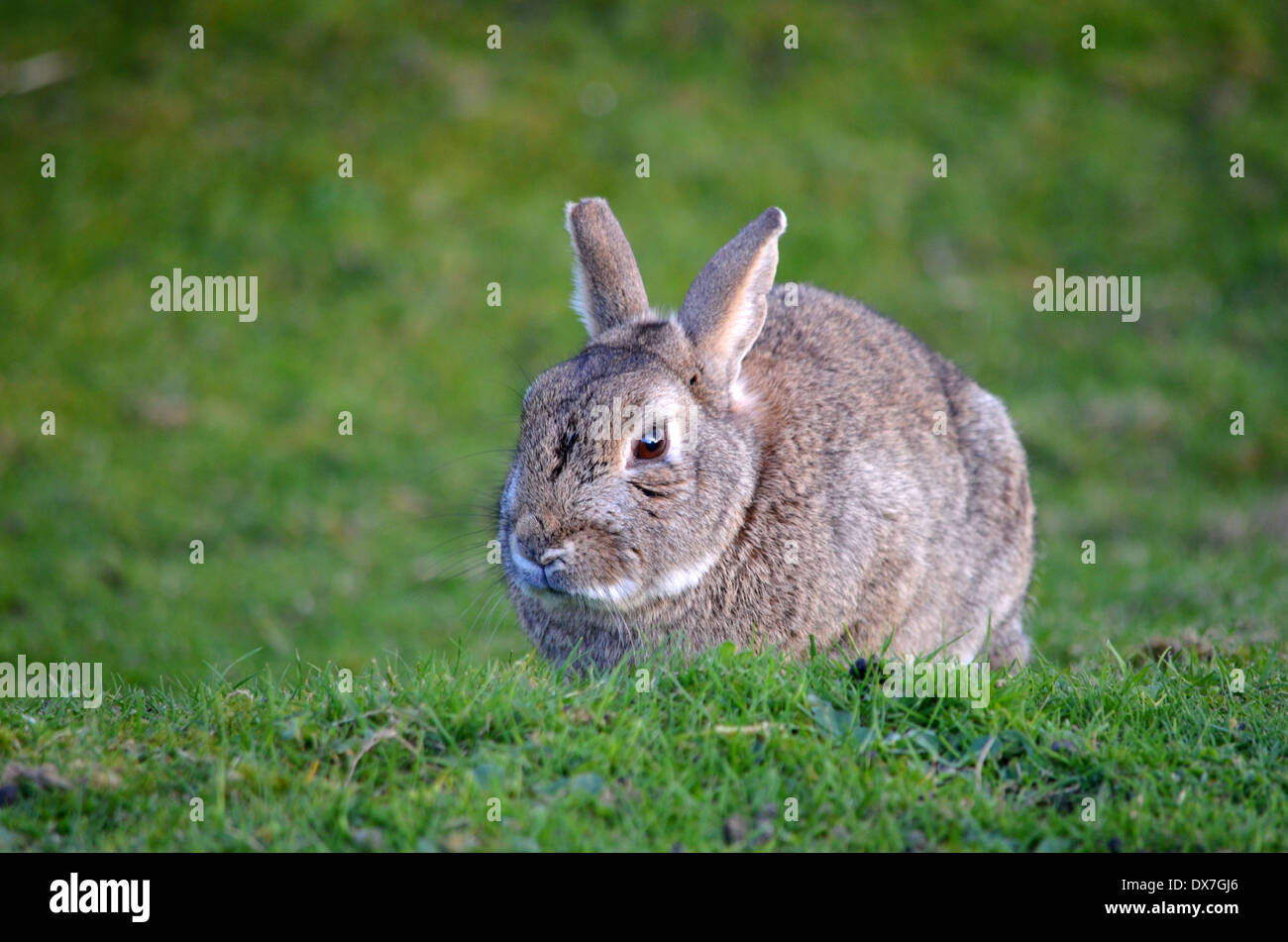 Bunny hop hi-res stock photography and images - Alamy