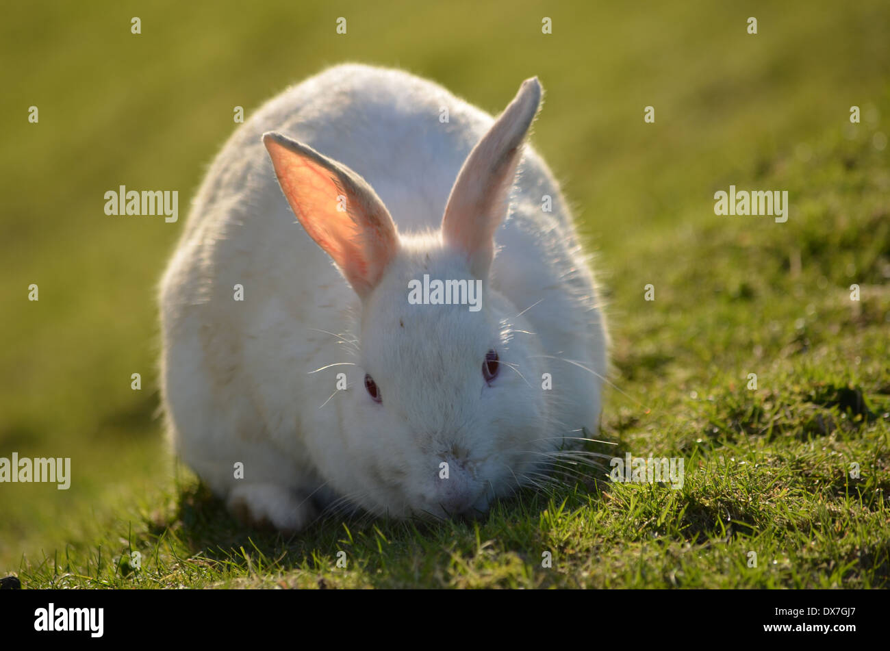 Wild rabbit at the caravan park Stock Photo - Alamy